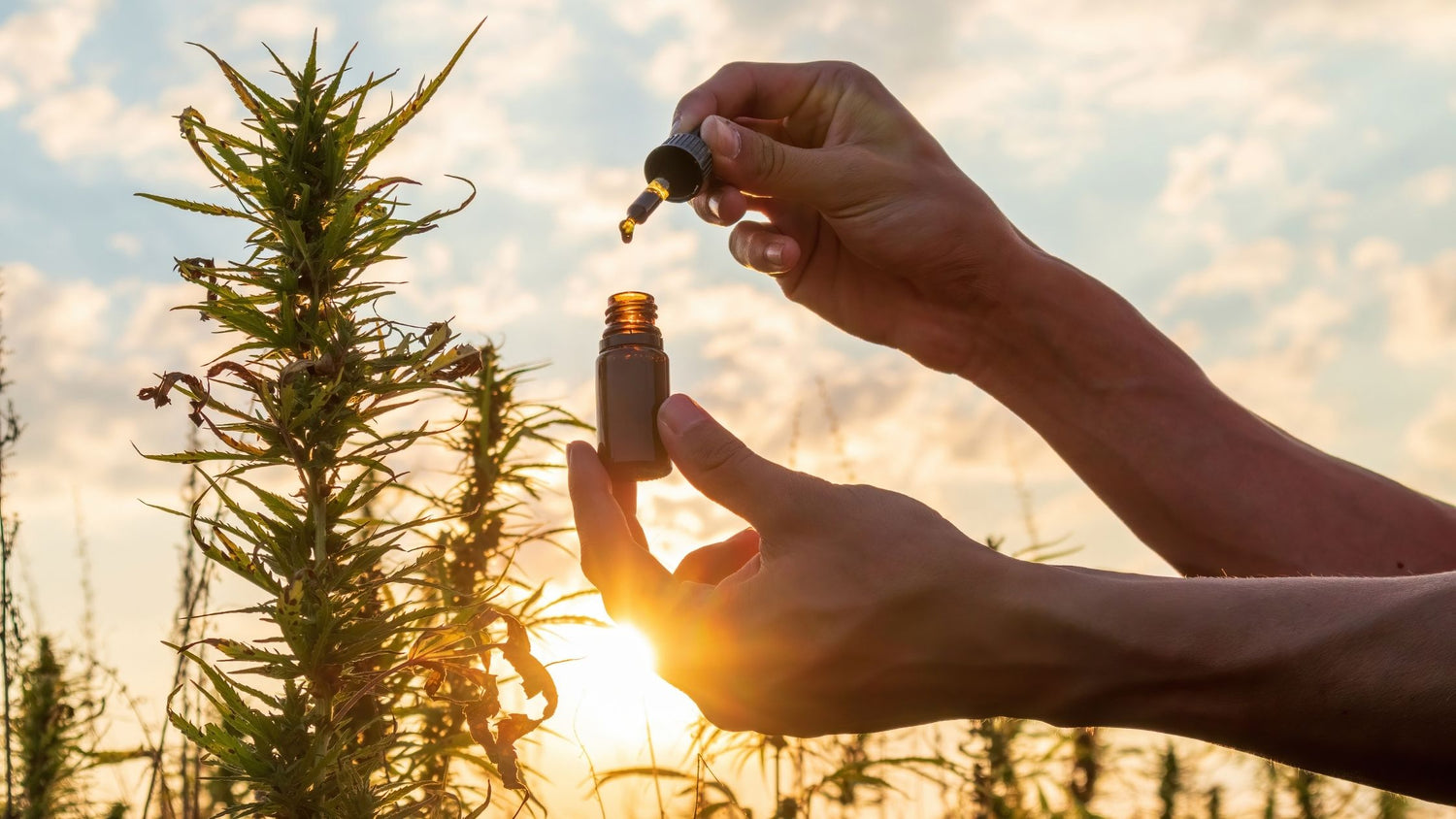 What is full spectrum CBD and why is it better? – National Hemp Service