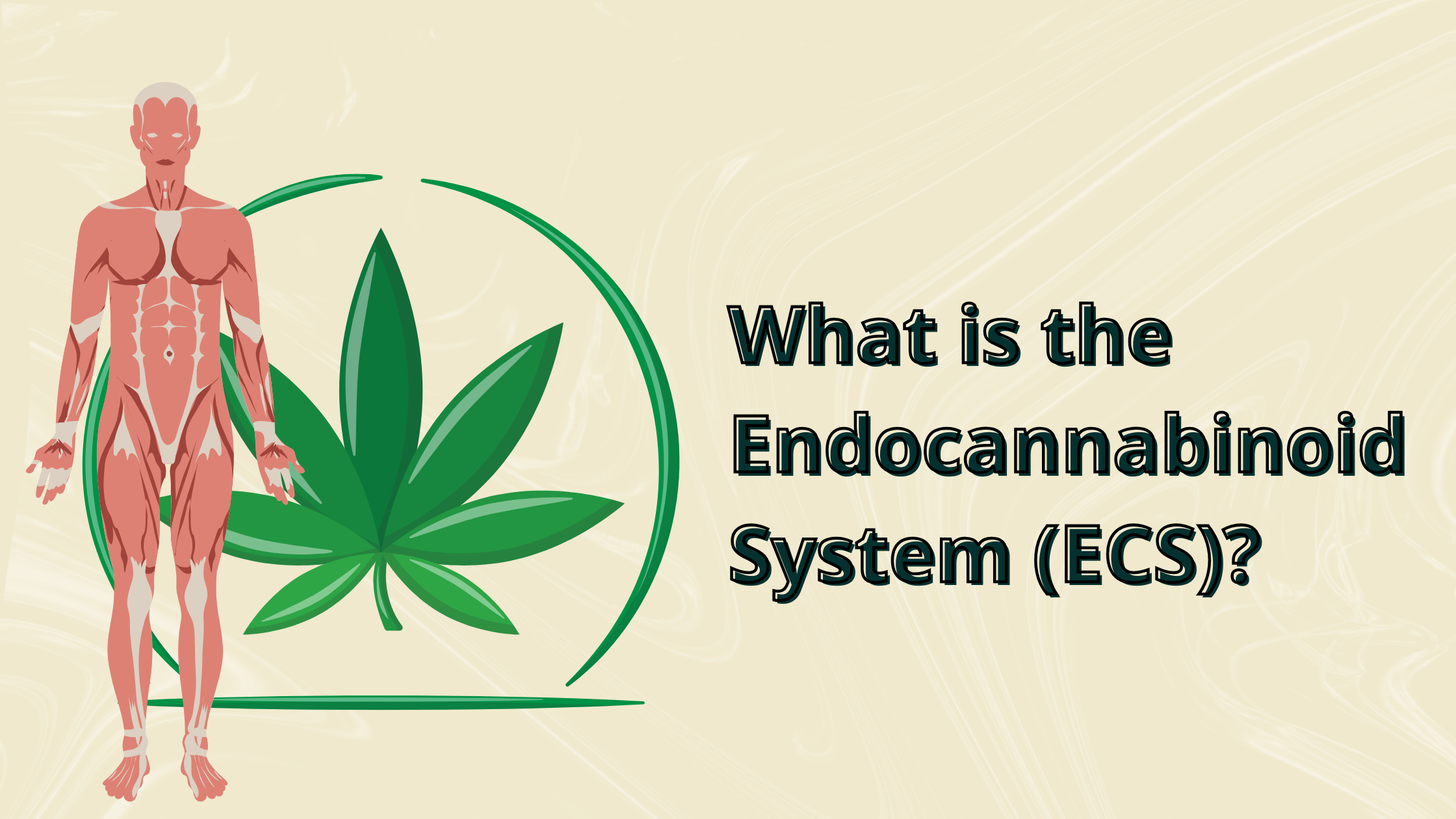 What is the Endocannabinoid System? – National Hemp Service